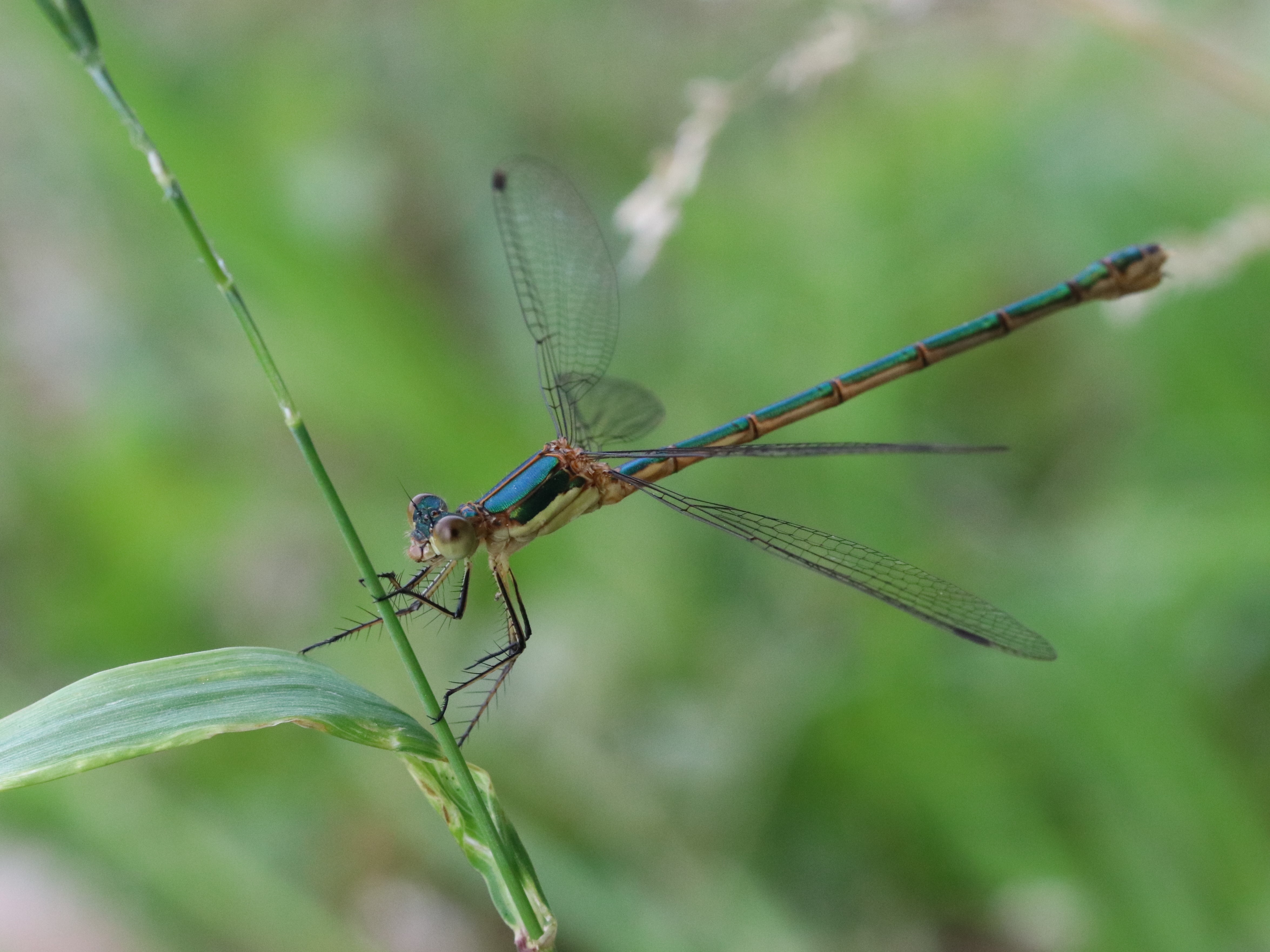 アオイトトンボ (2017-2019)