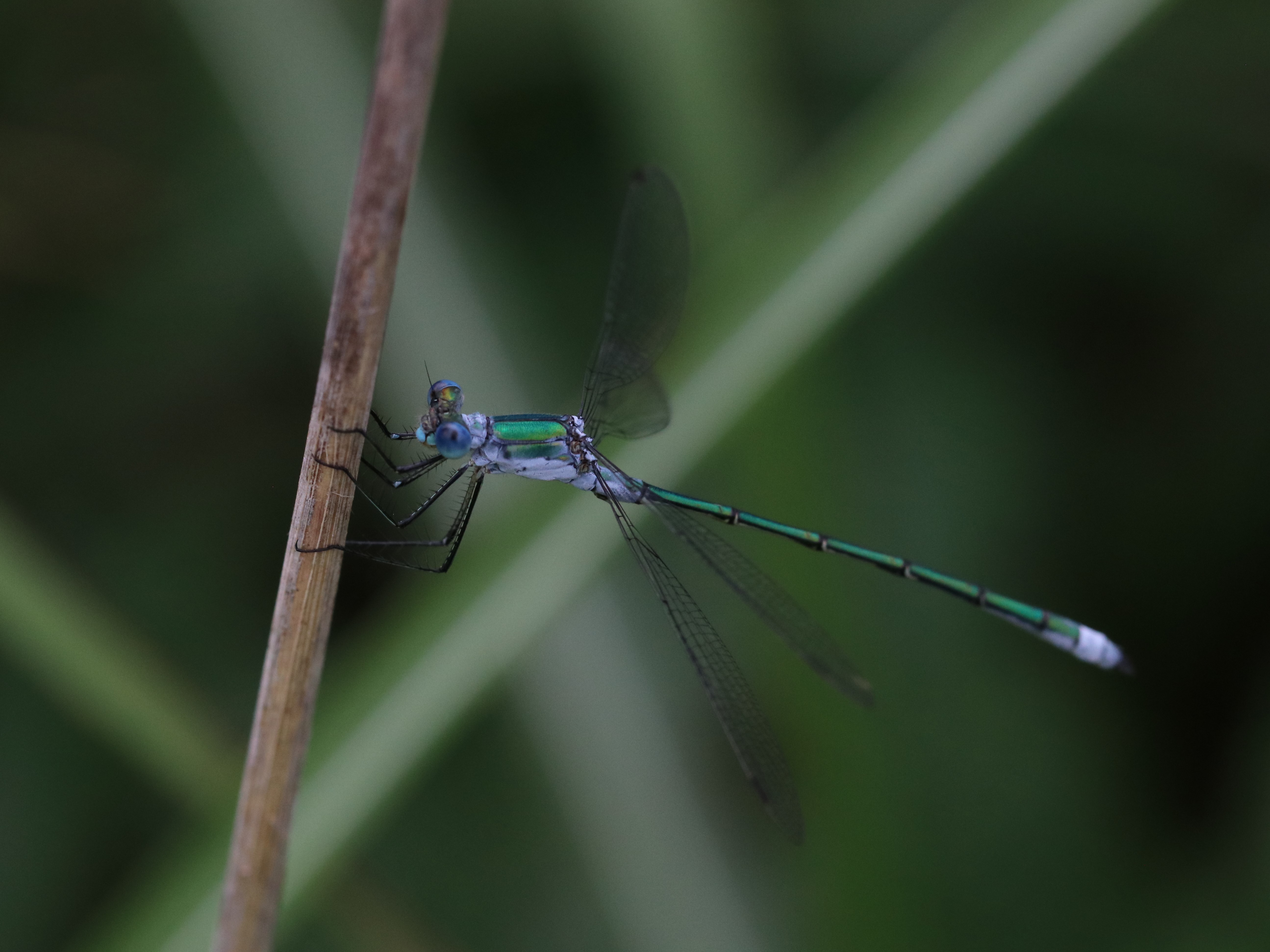 アオイトトンボ (2017-2019)