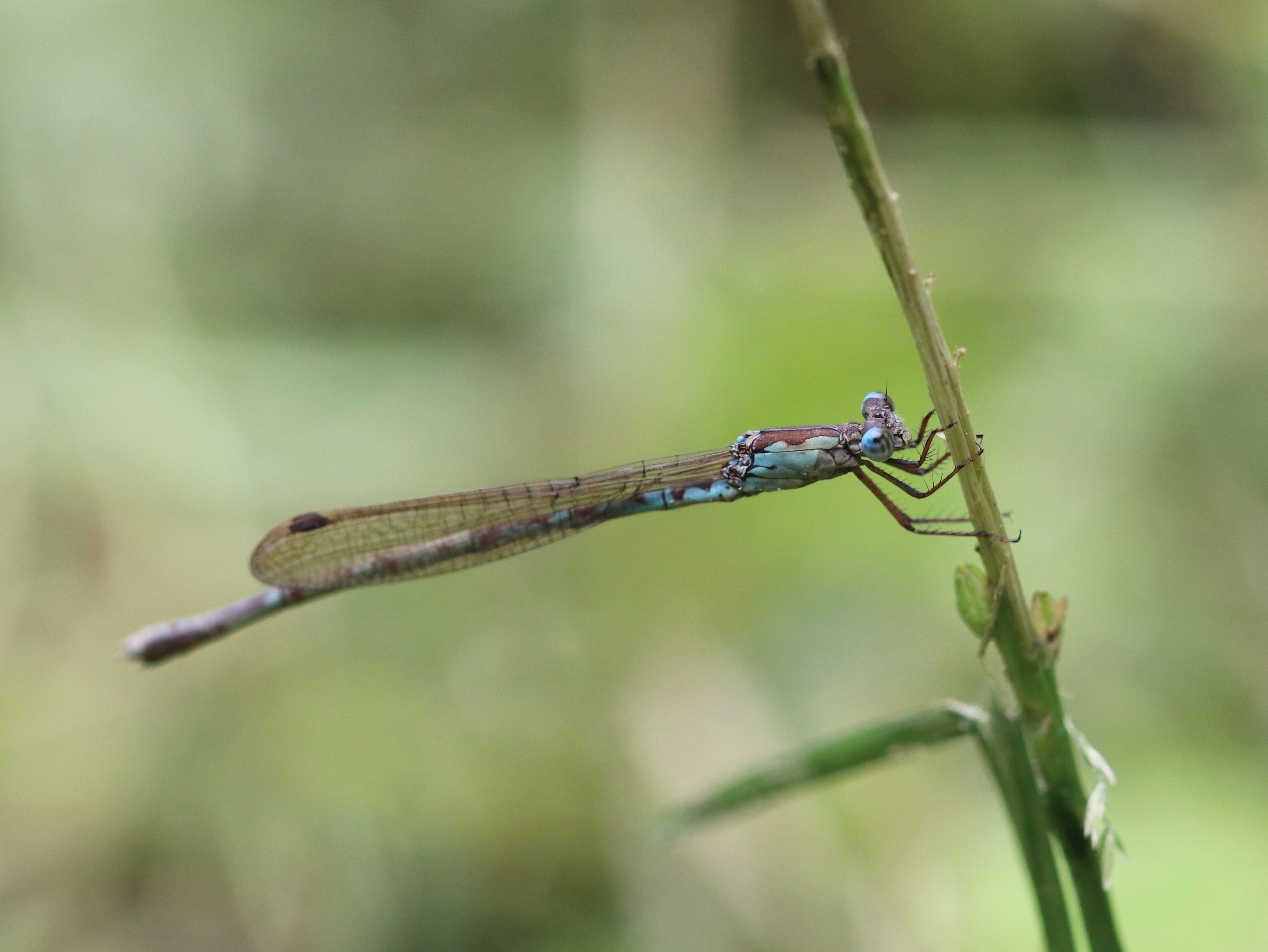 ホソミオツネントンボ (2022-2023)