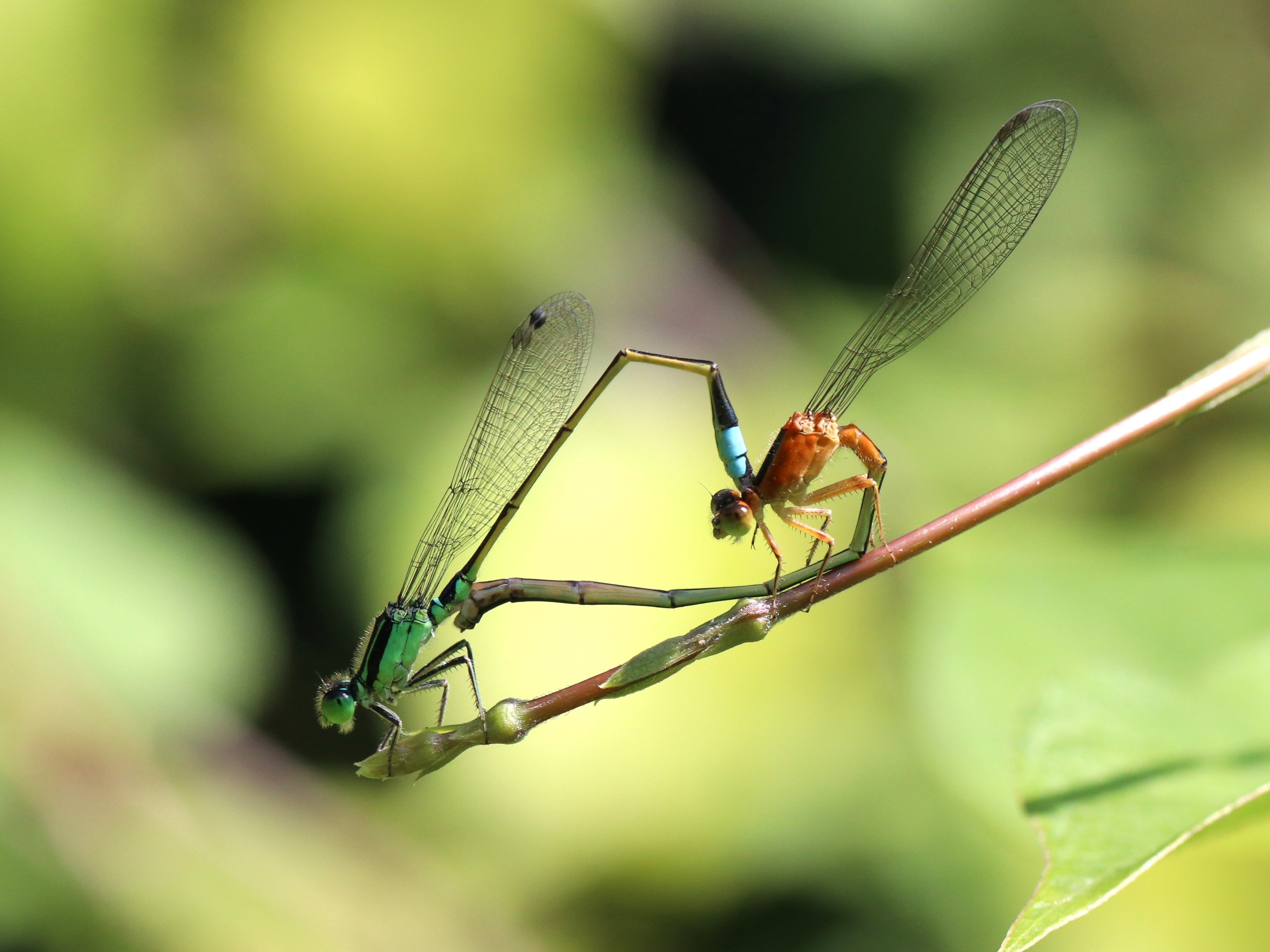 アオモンイトトンボ