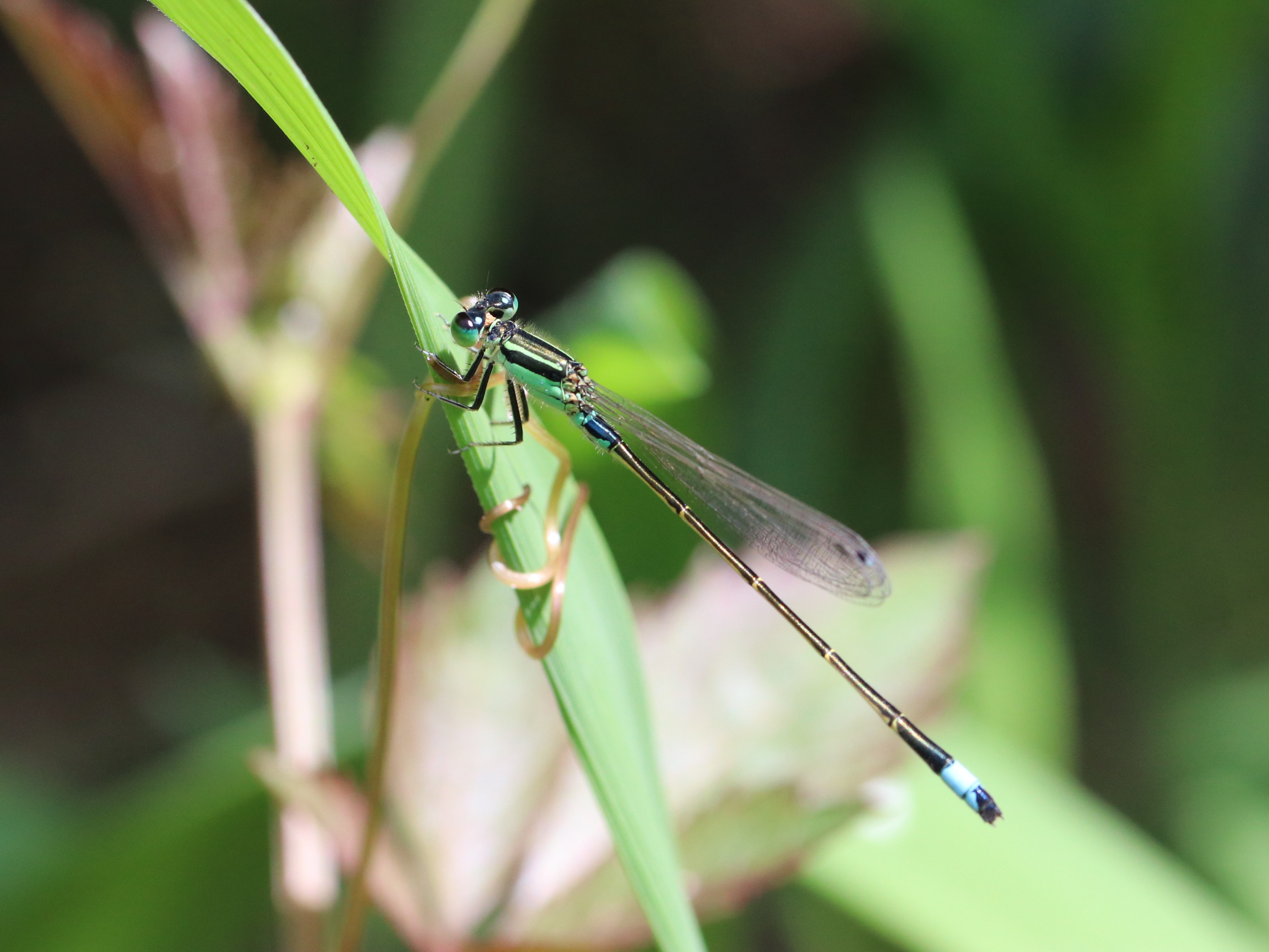 アオモンイトトンボ