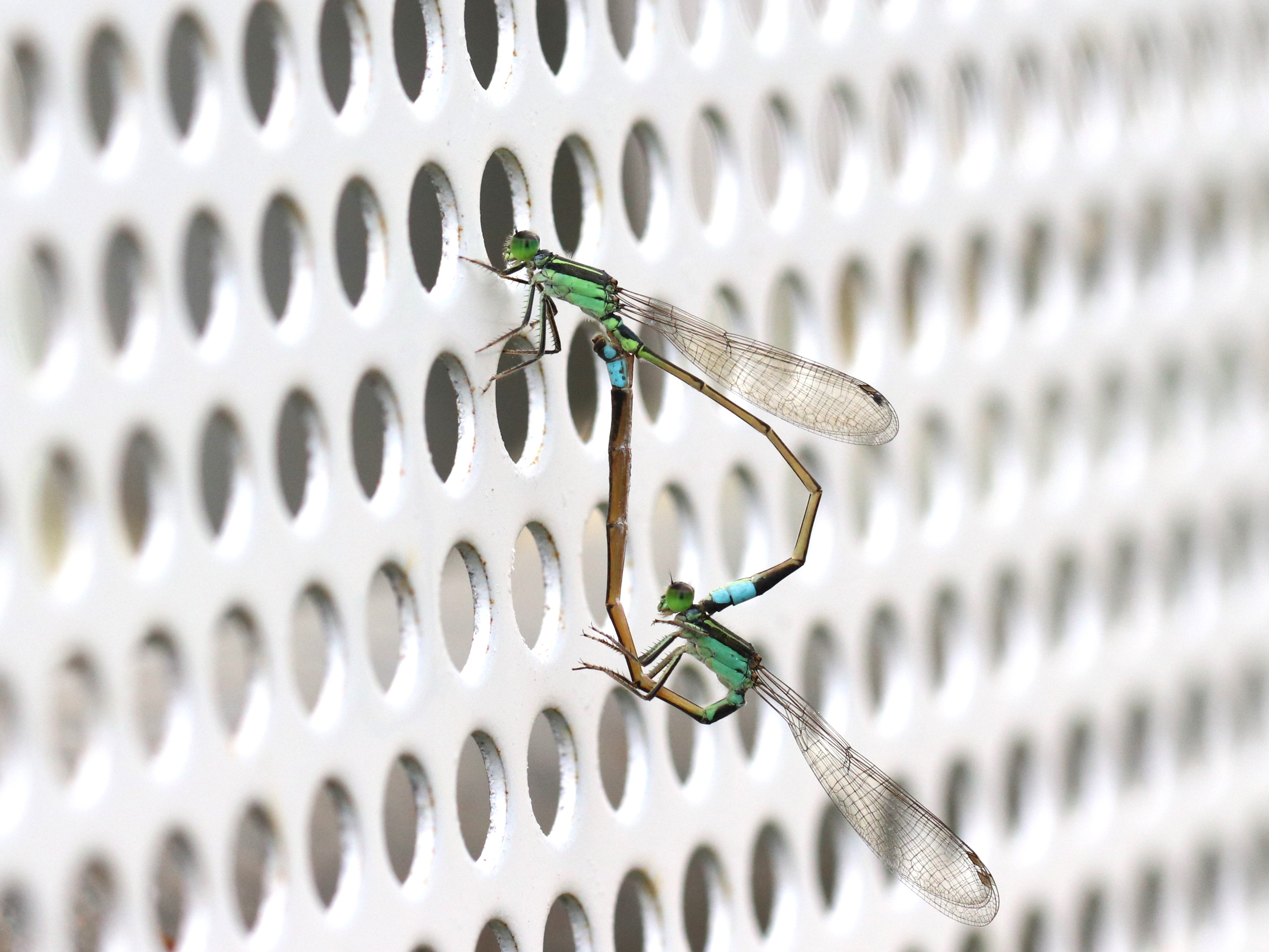 アオモンイトトンボ