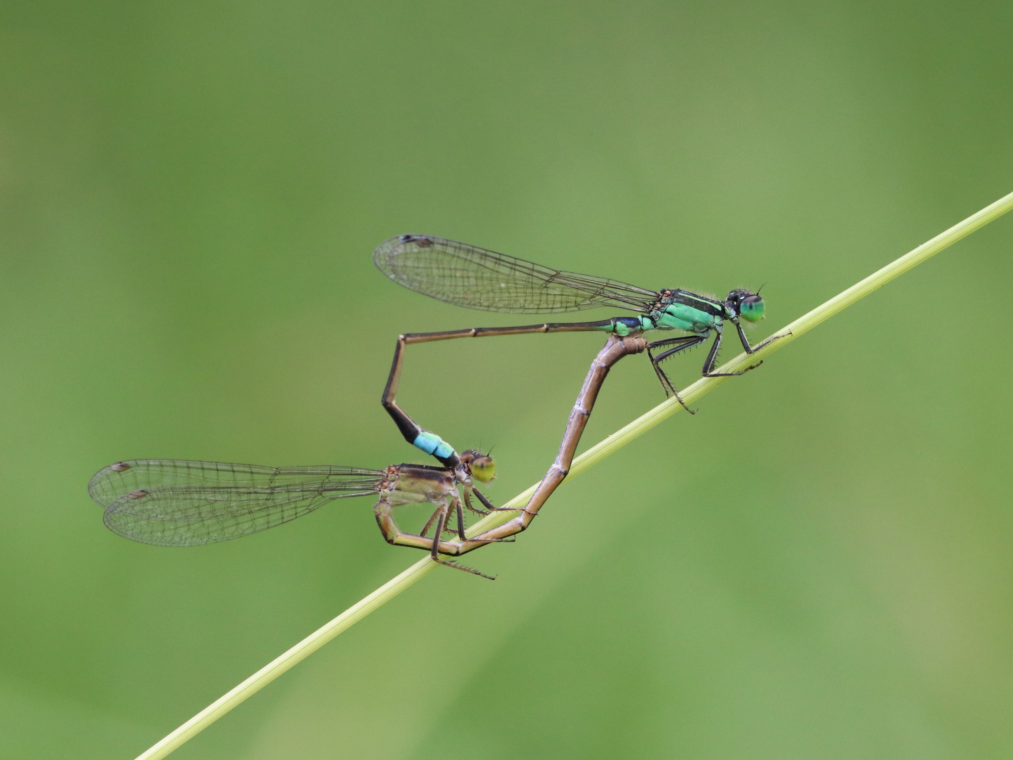 アオモンイトトンボ