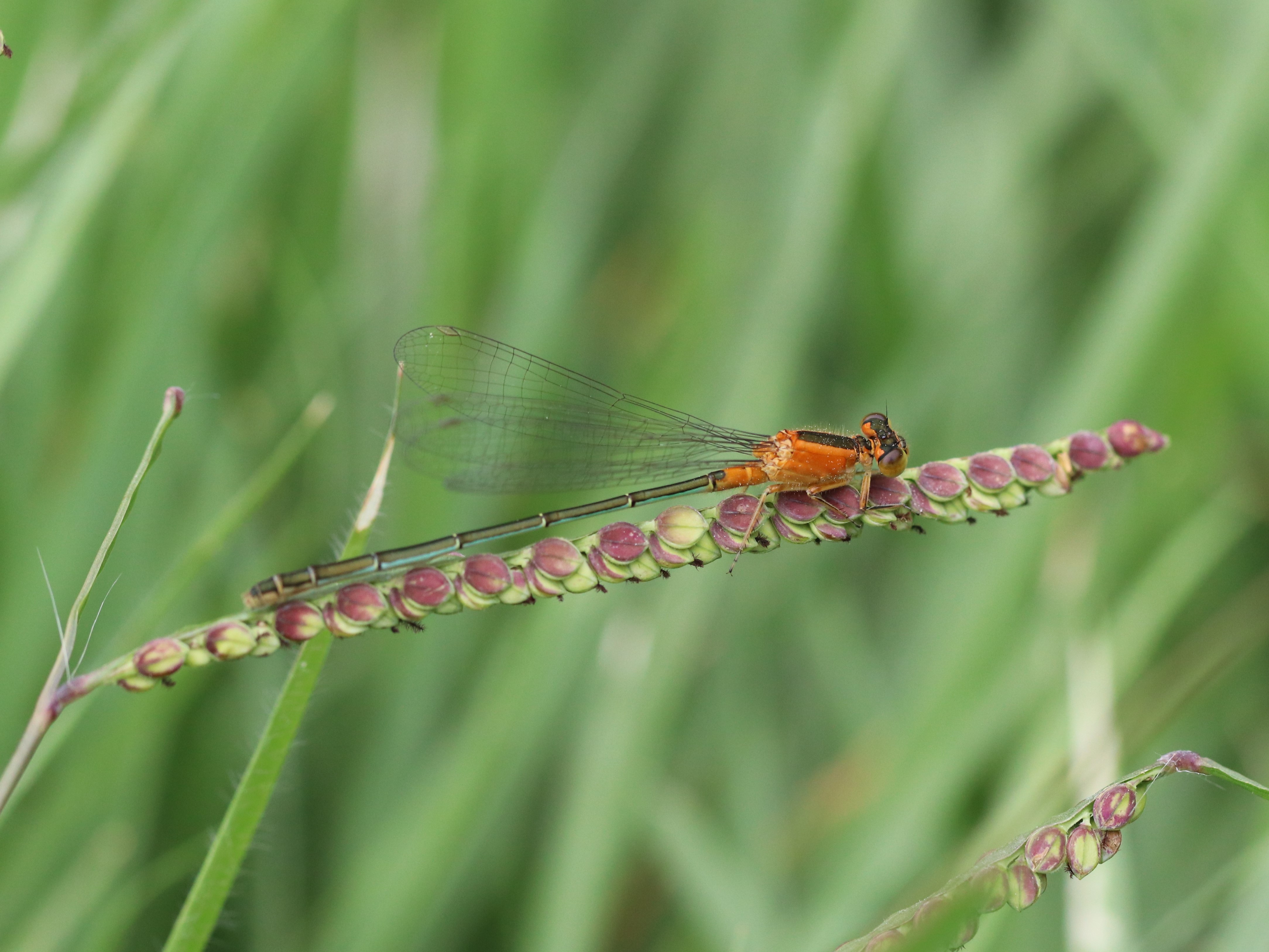 アオモンイトトンボ