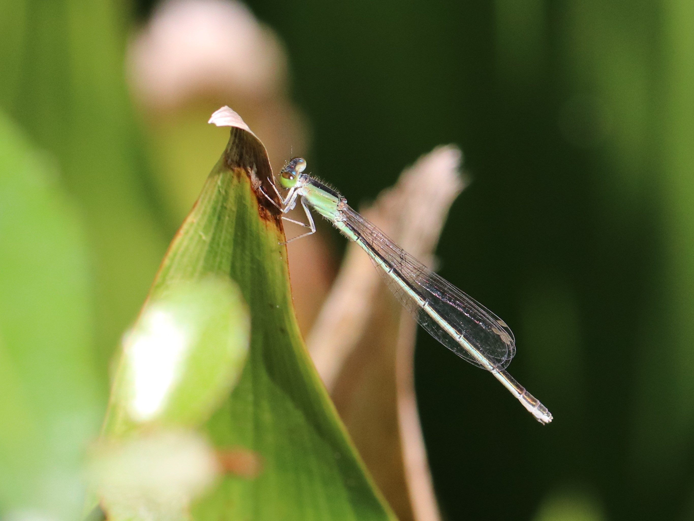 アジアイトトンボ