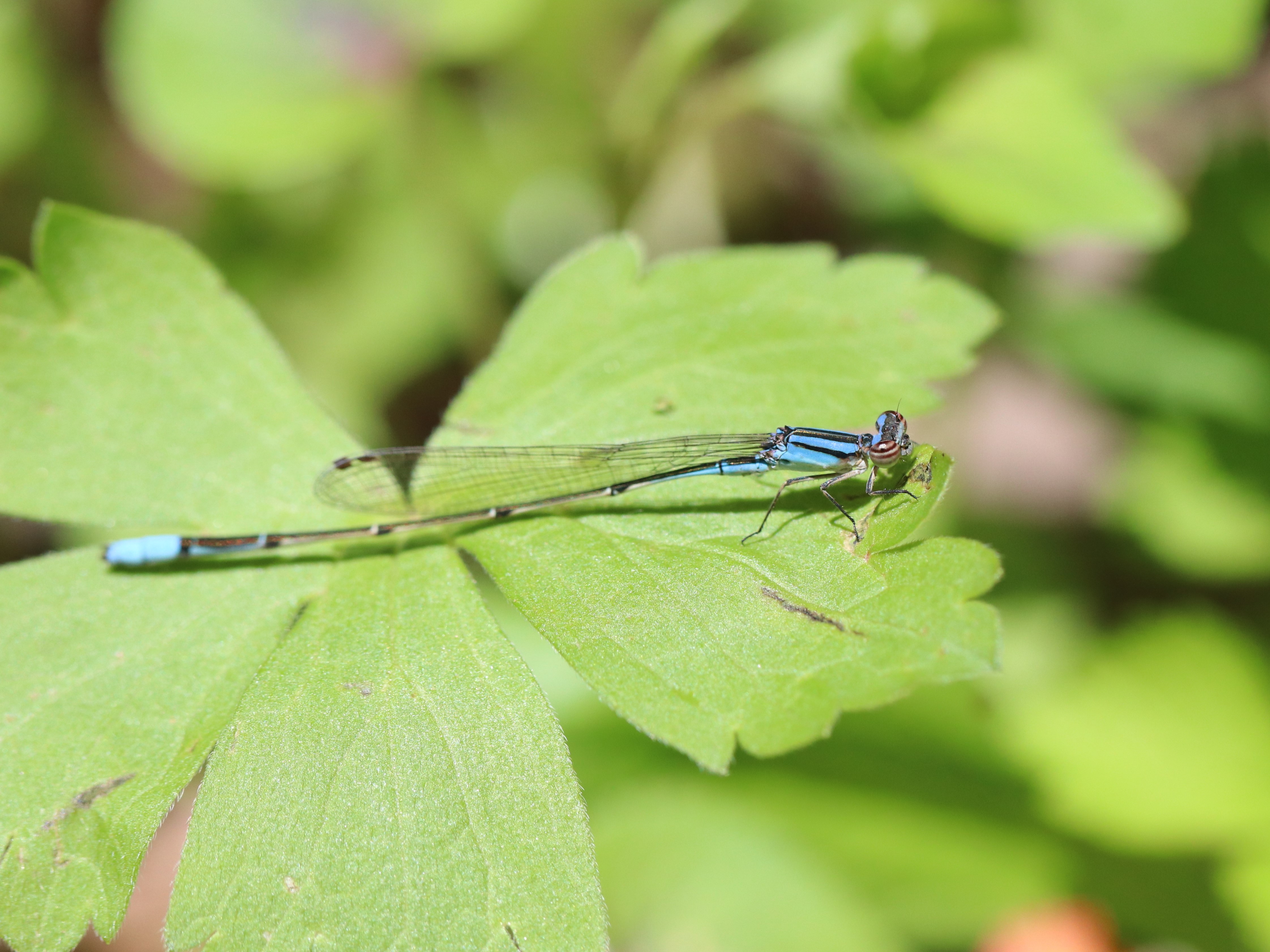 ホソミイトトンボ