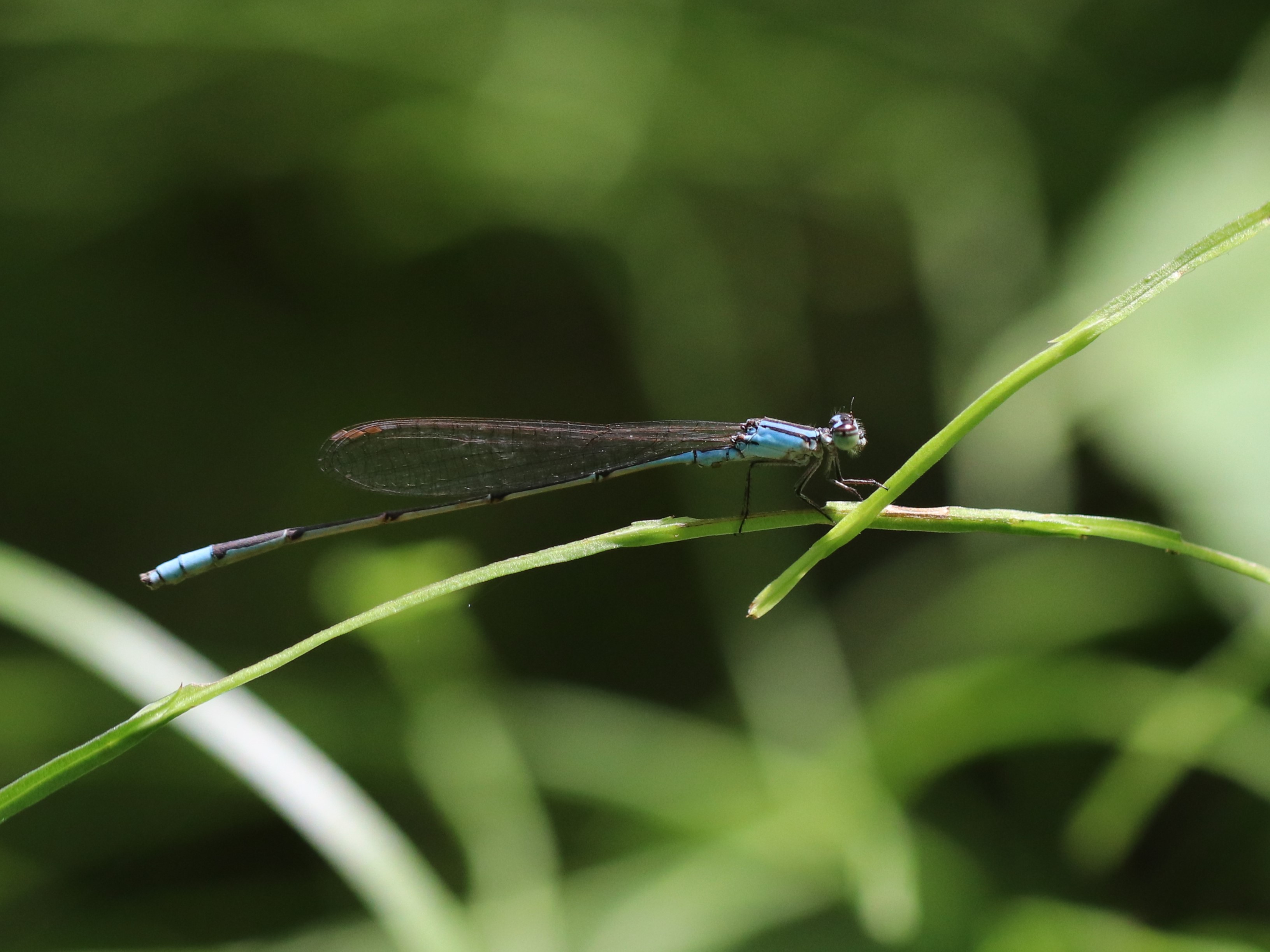 ホソミイトトンボ