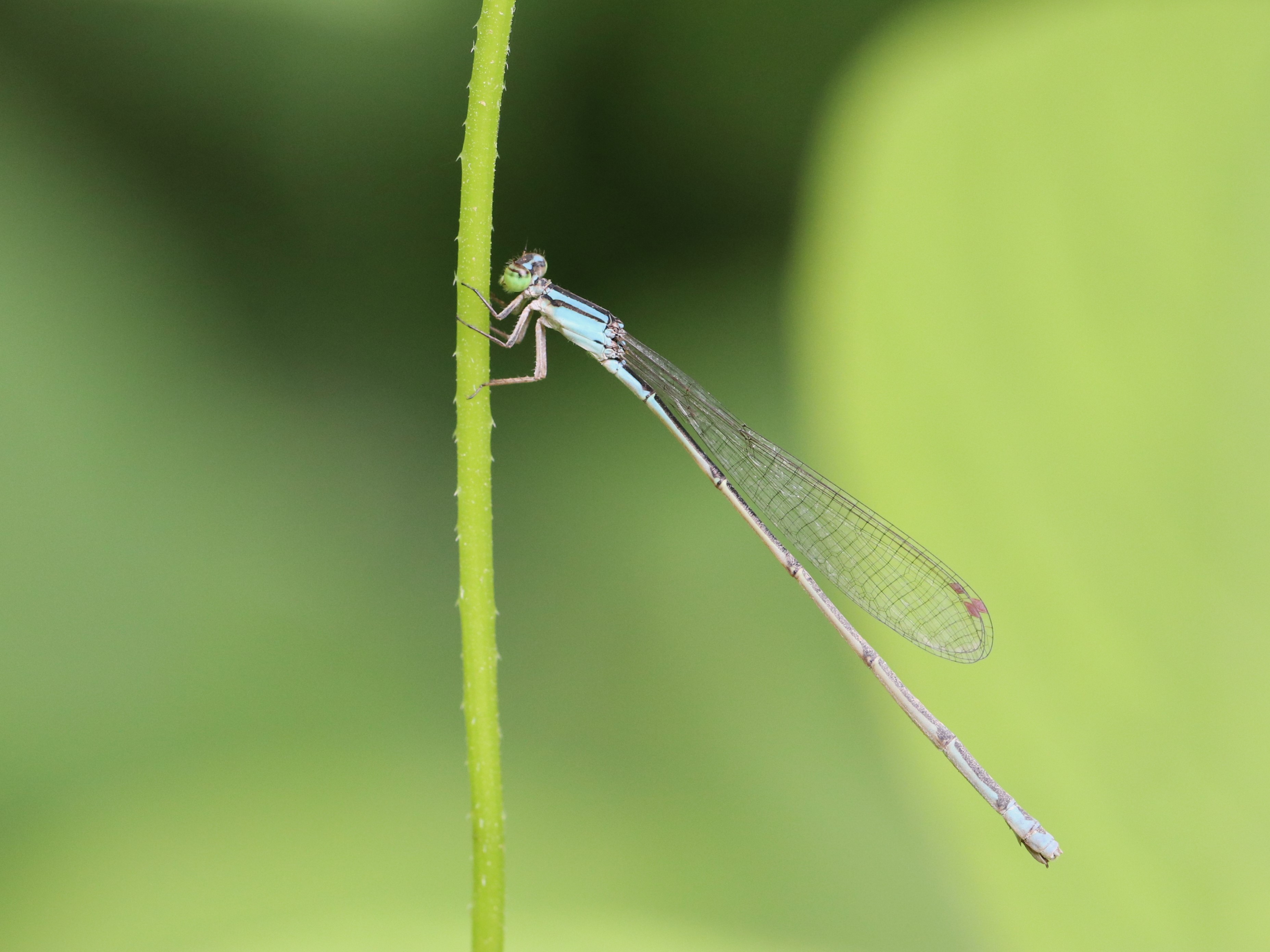 ホソミイトトンボ