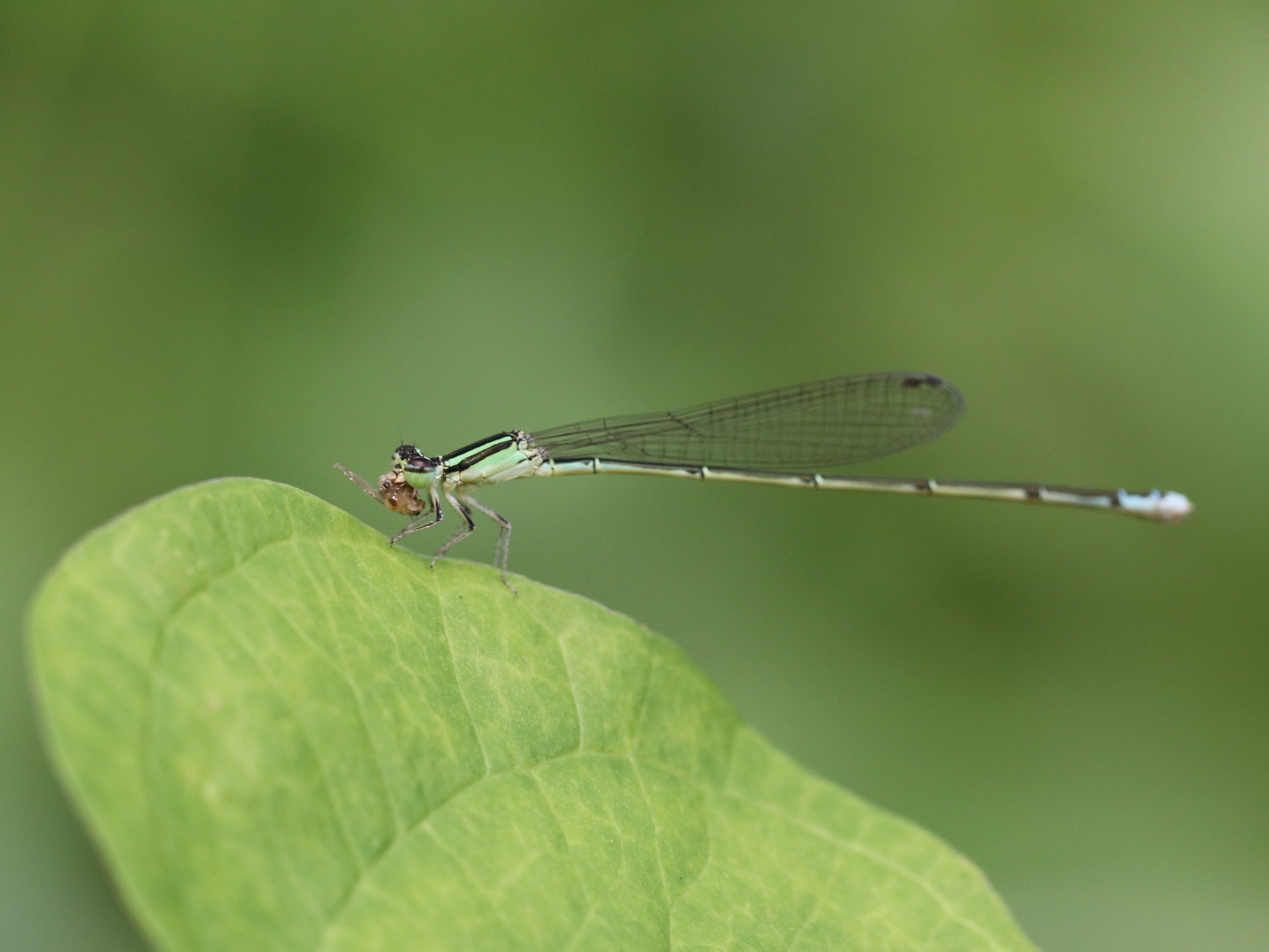 ホソミイトトンボ