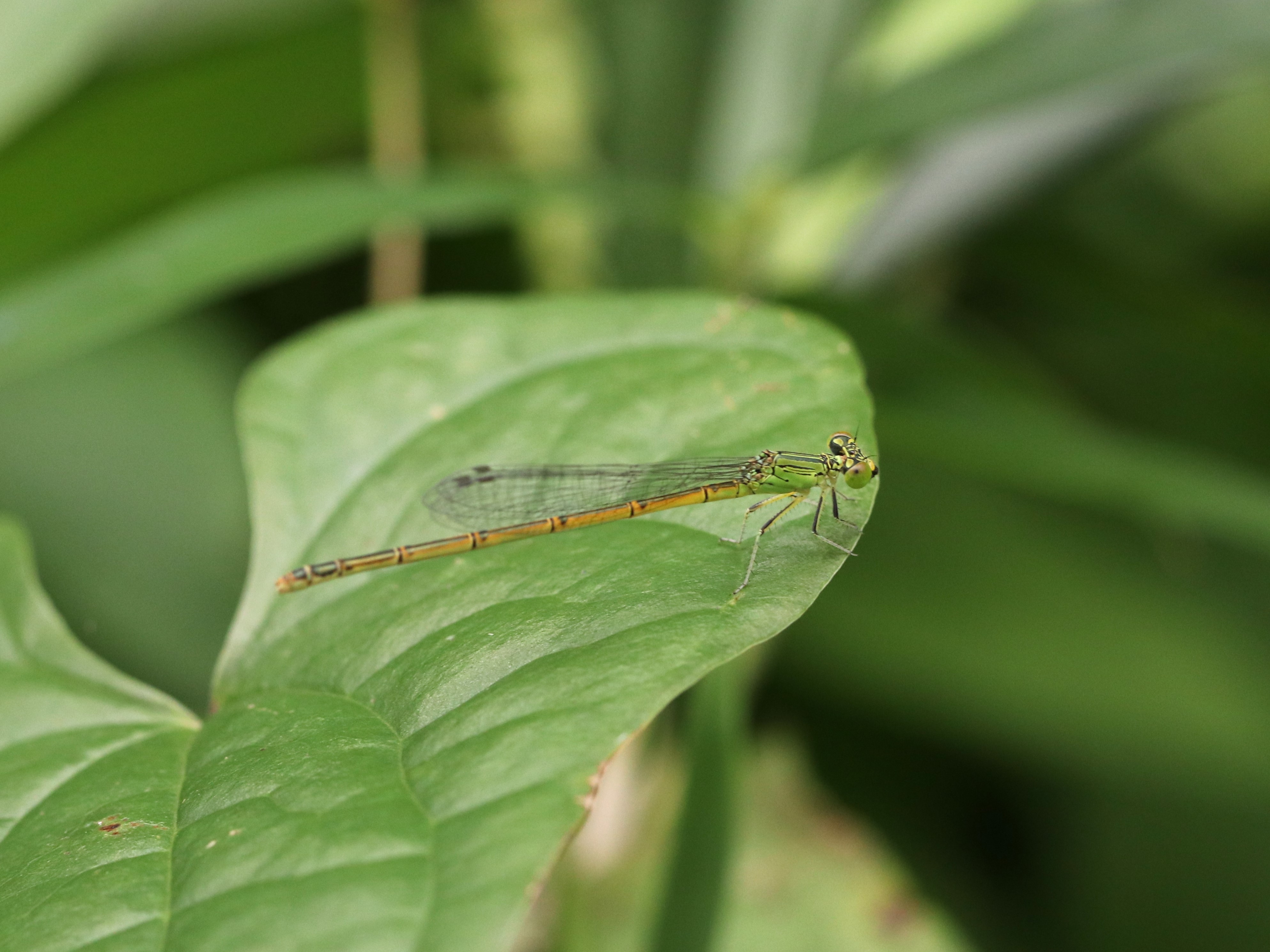 セスジイトトンボ