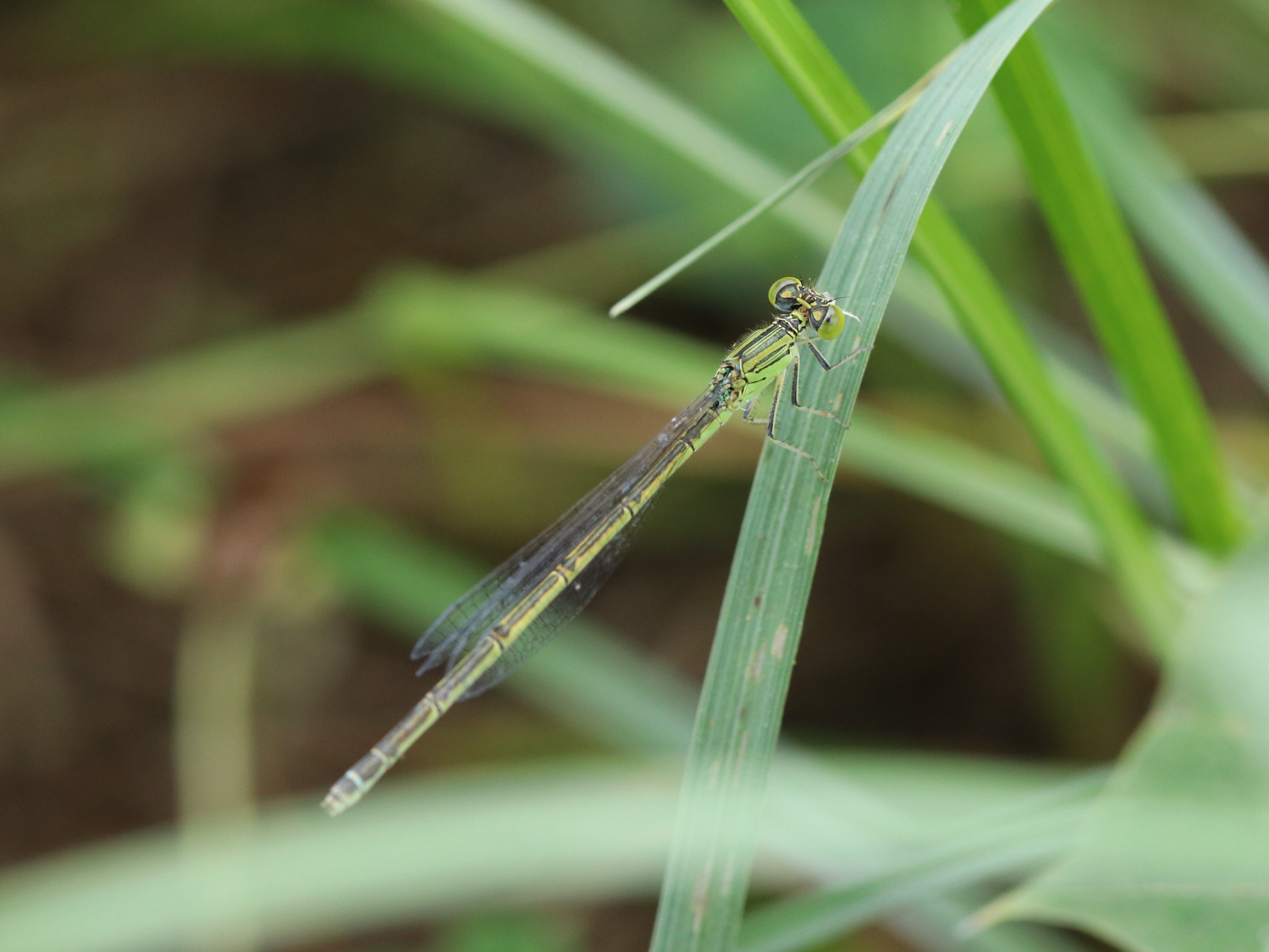 セスジイトトンボ