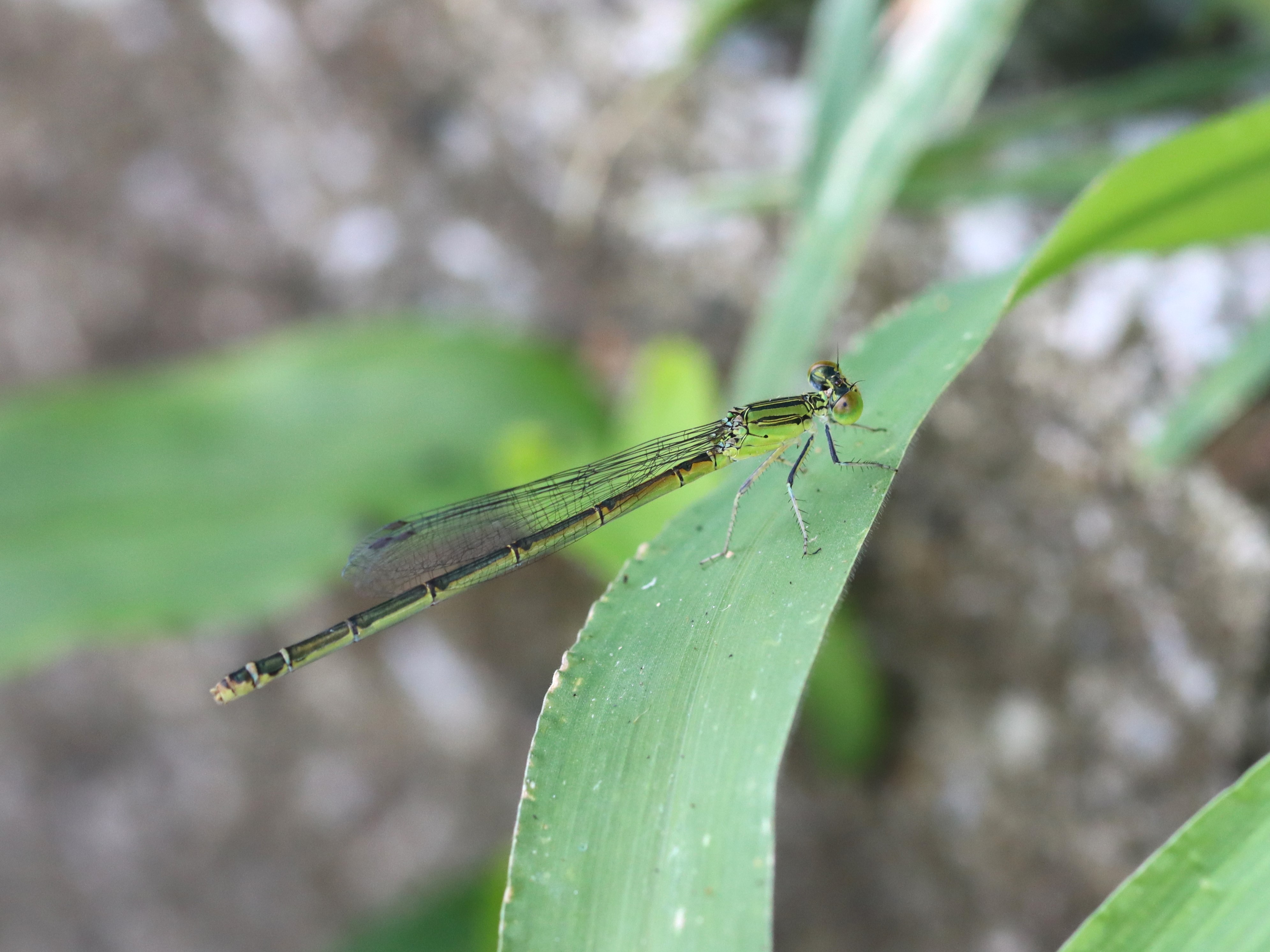 セスジイトトンボ