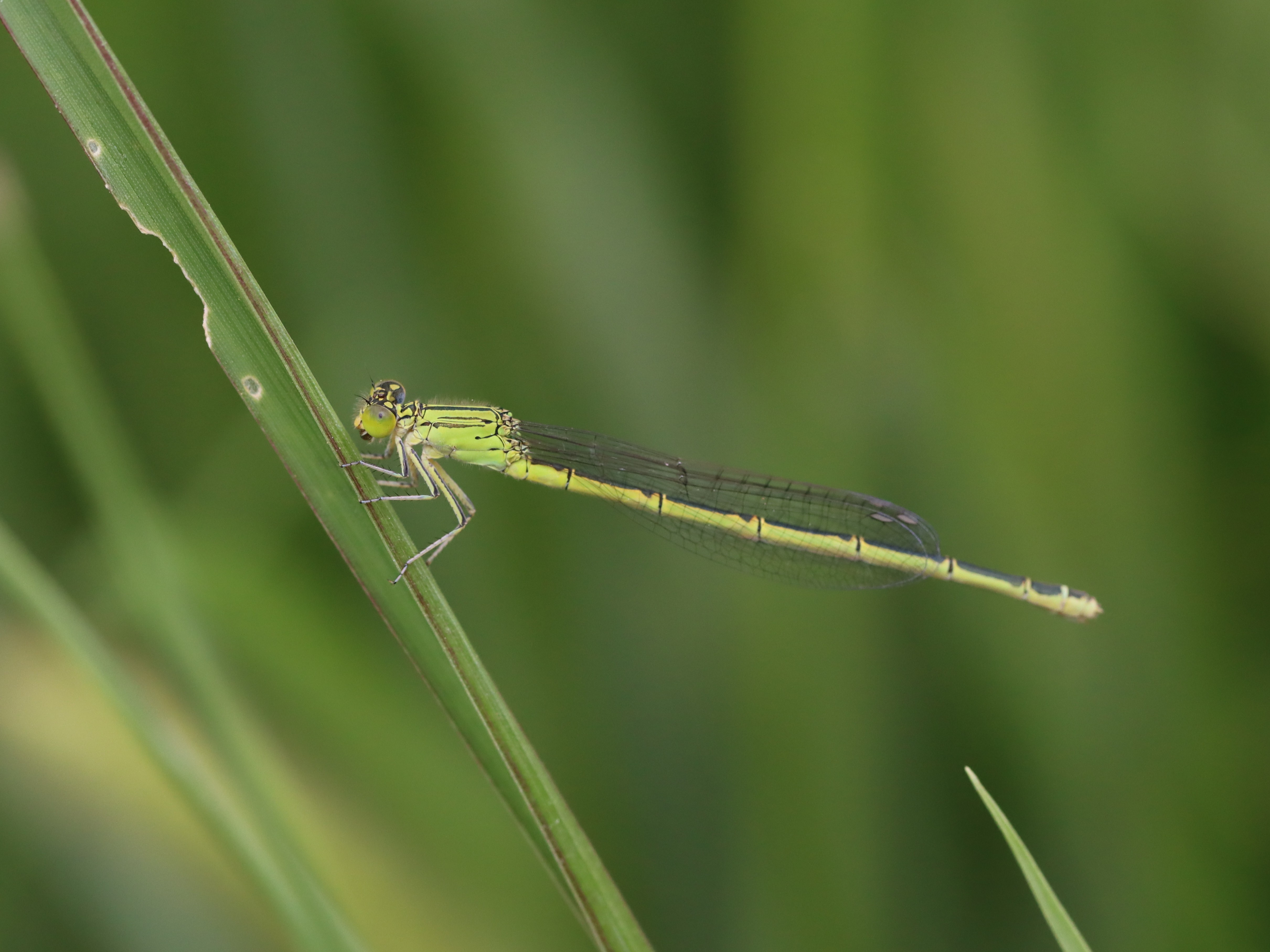 セスジイトトンボ