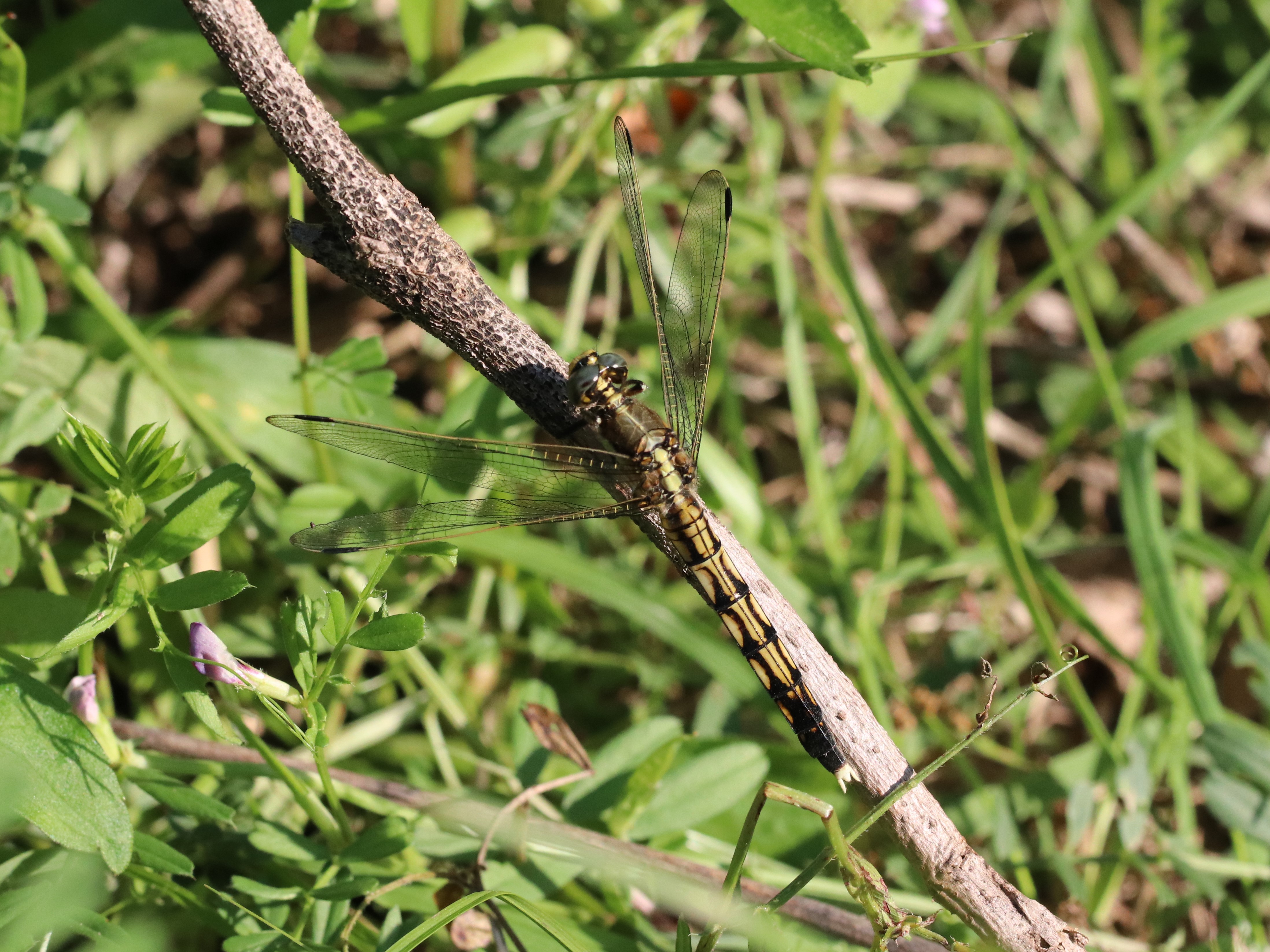 シオカラトンボ (2017-2019)