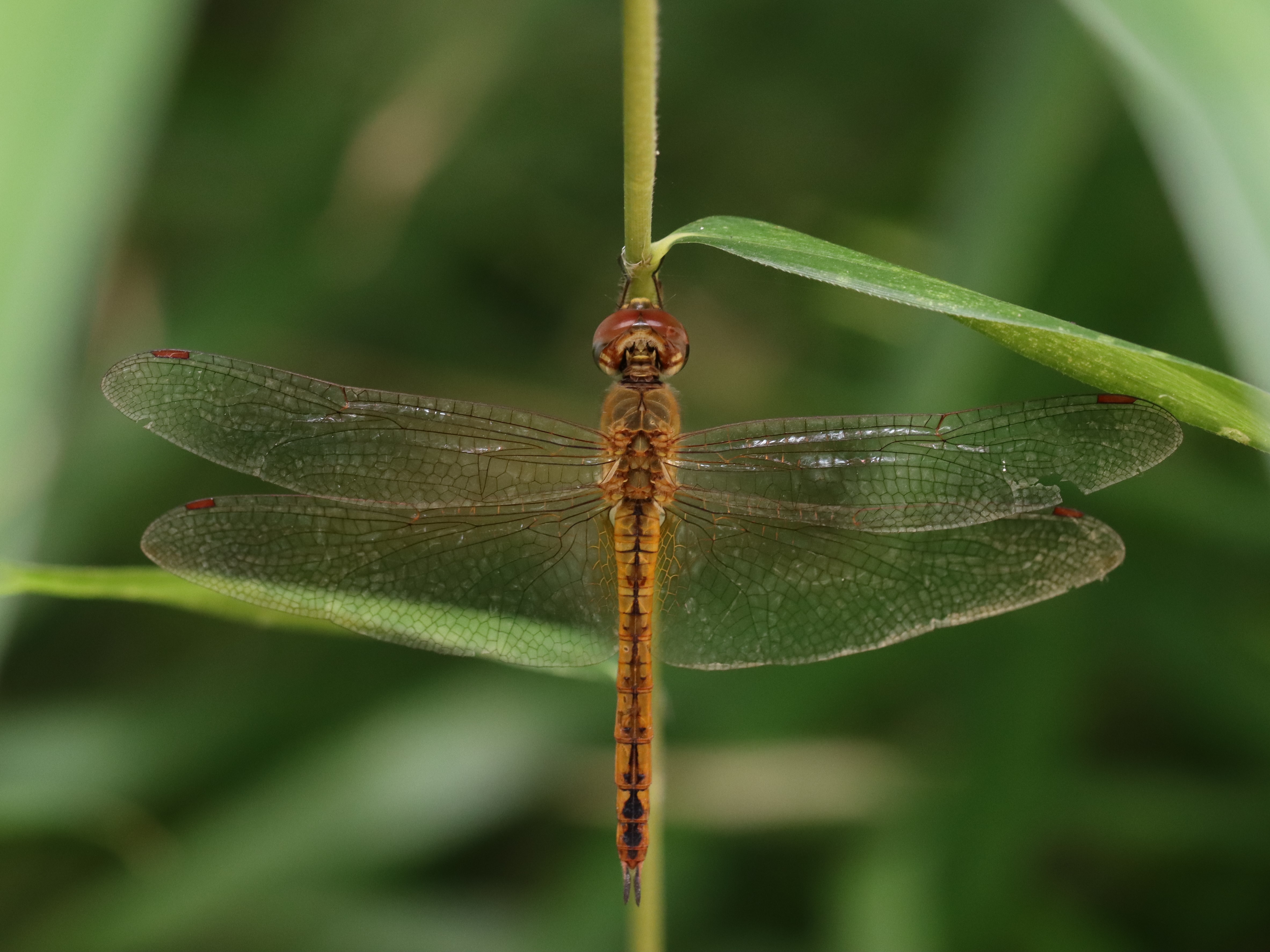 ウスバキトンボ