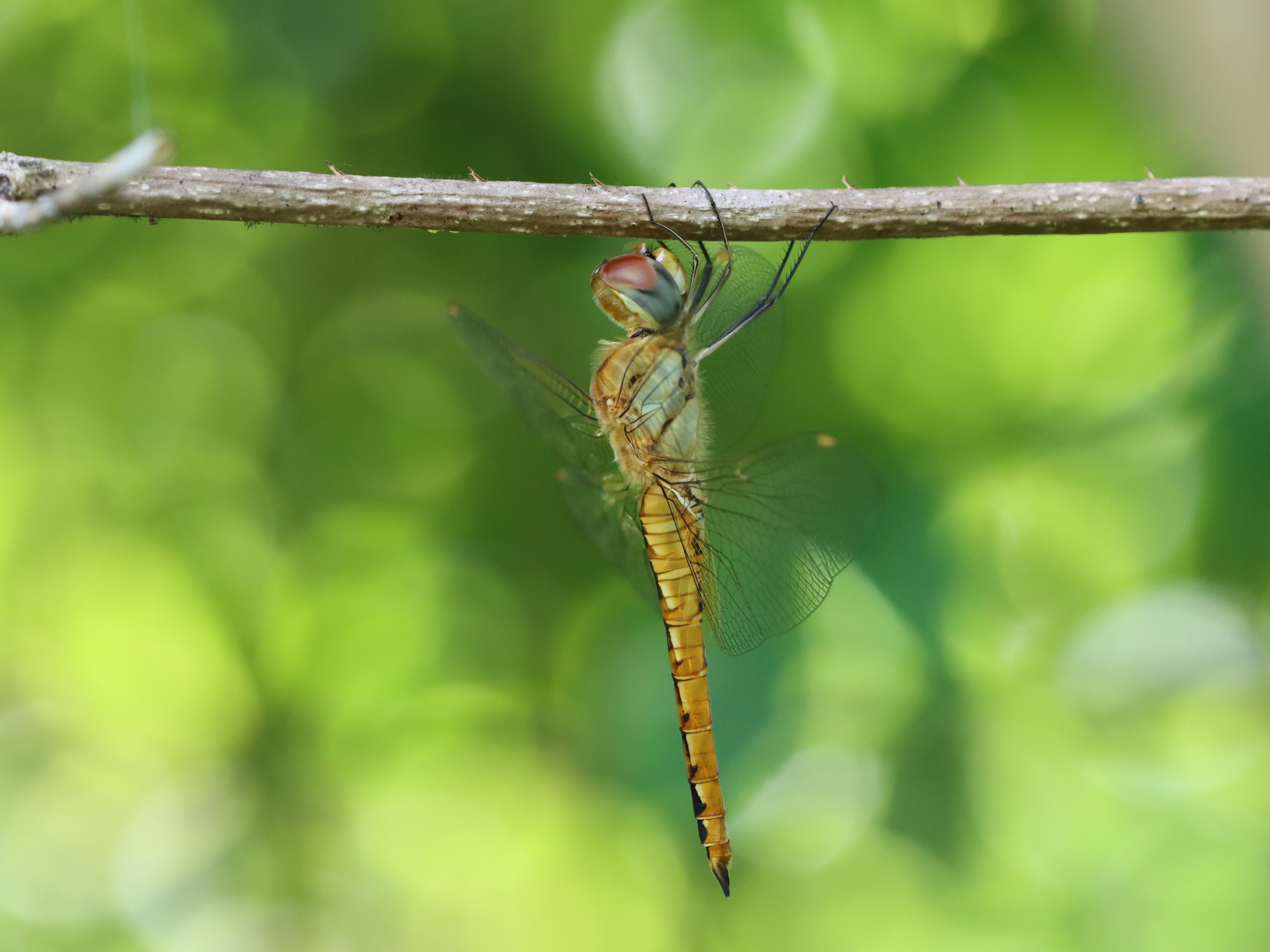 ウスバキトンボ