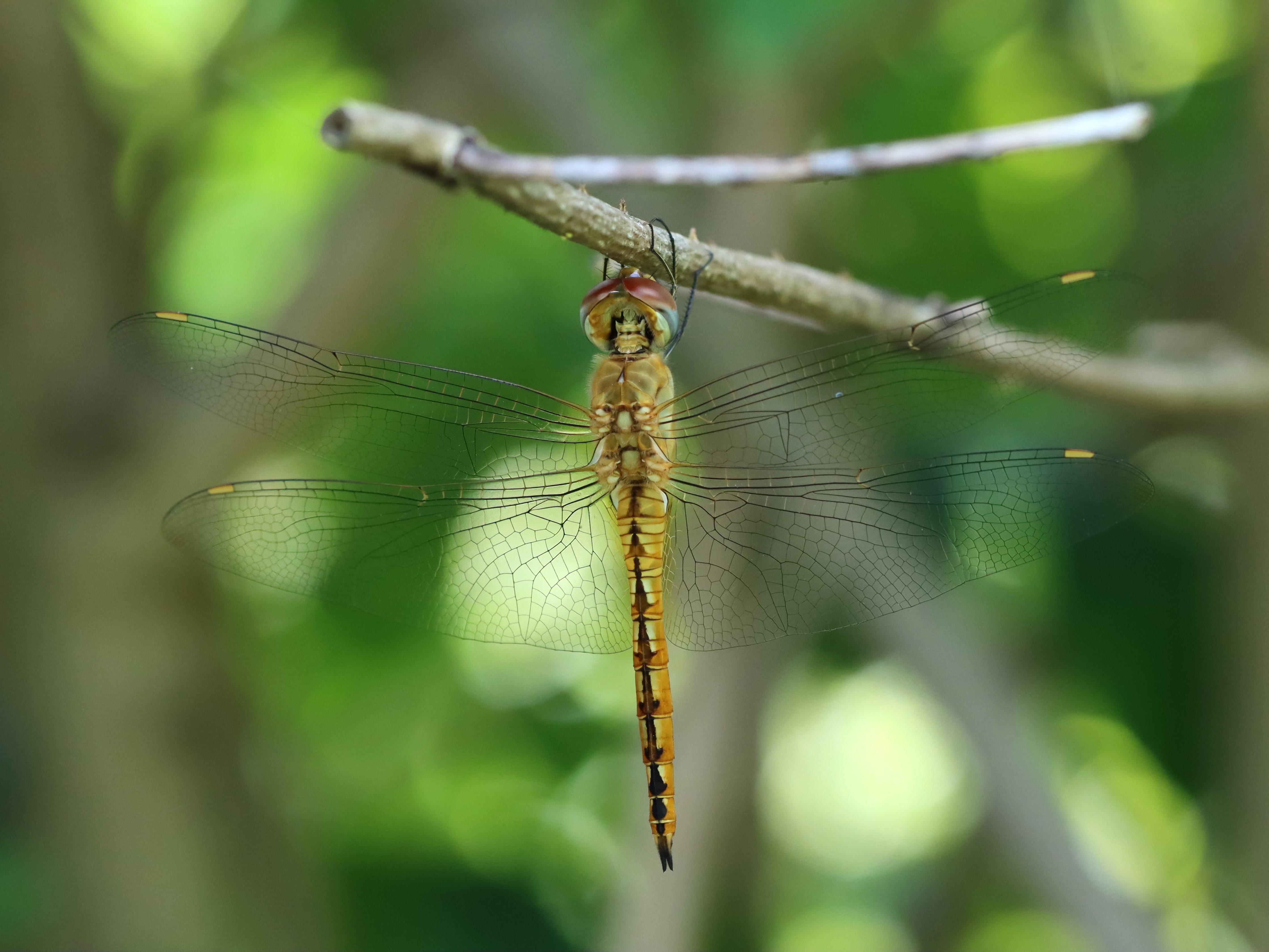 ウスバキトンボ