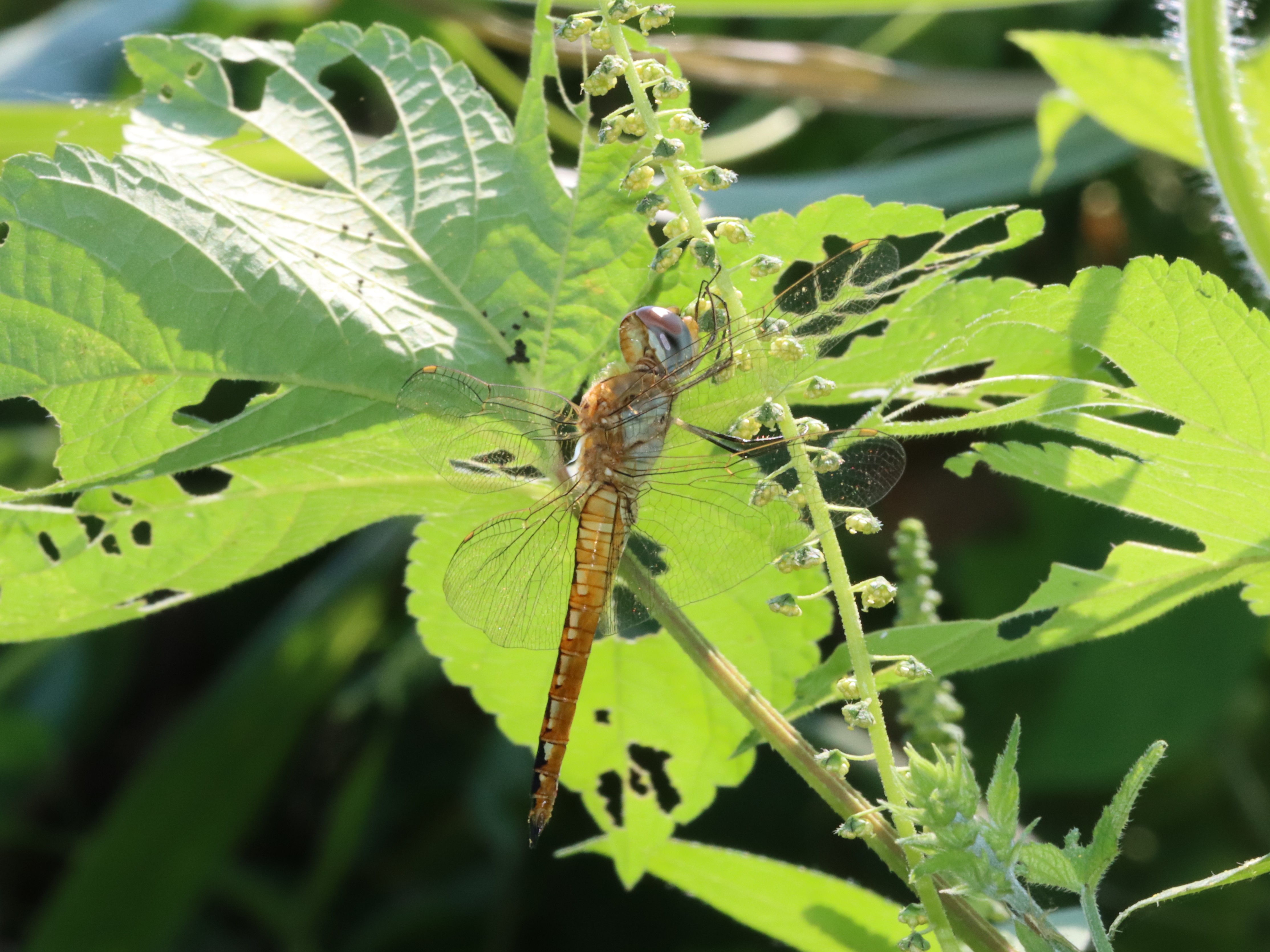 ウスバキトンボ
