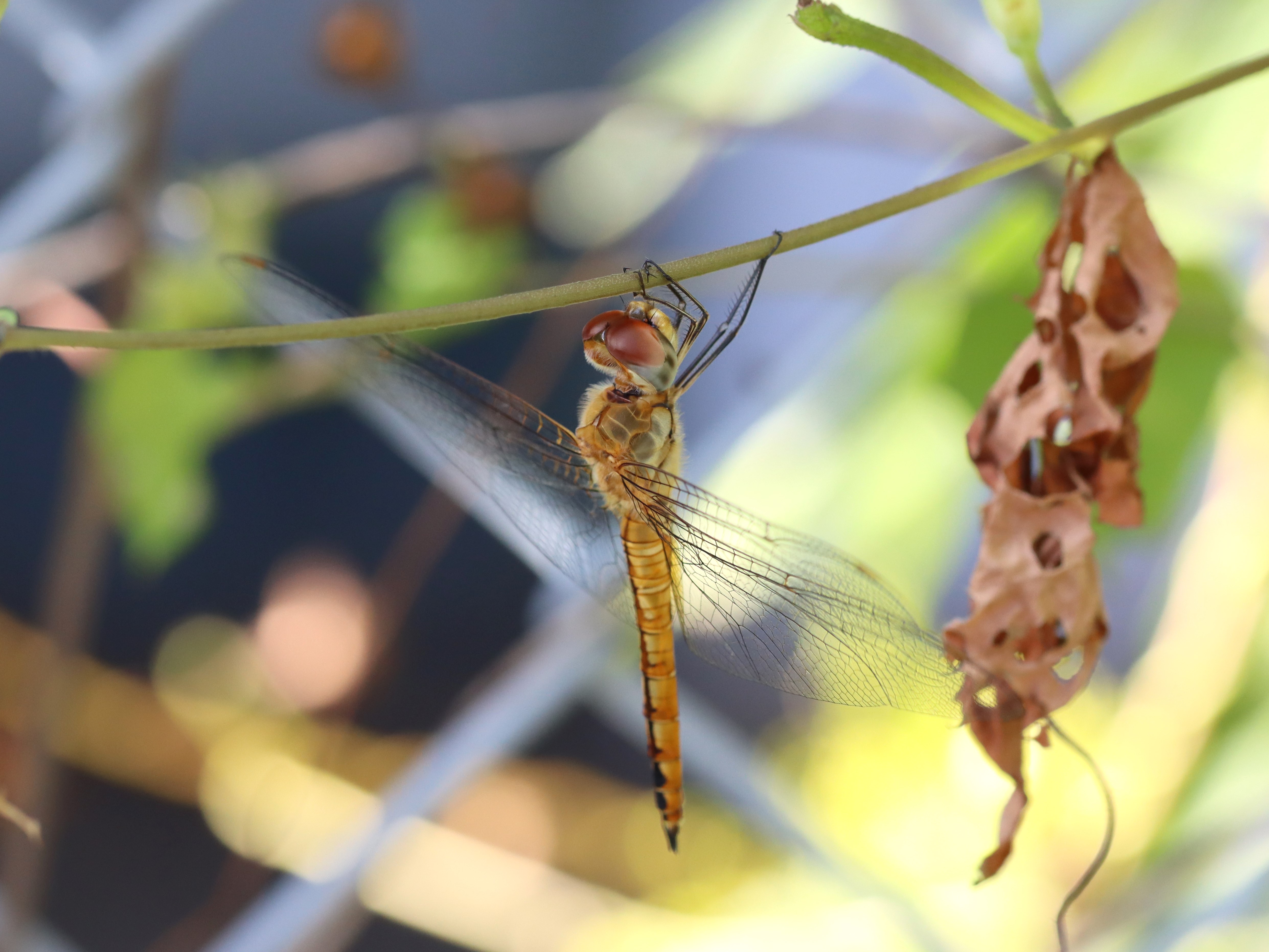 ウスバキトンボ