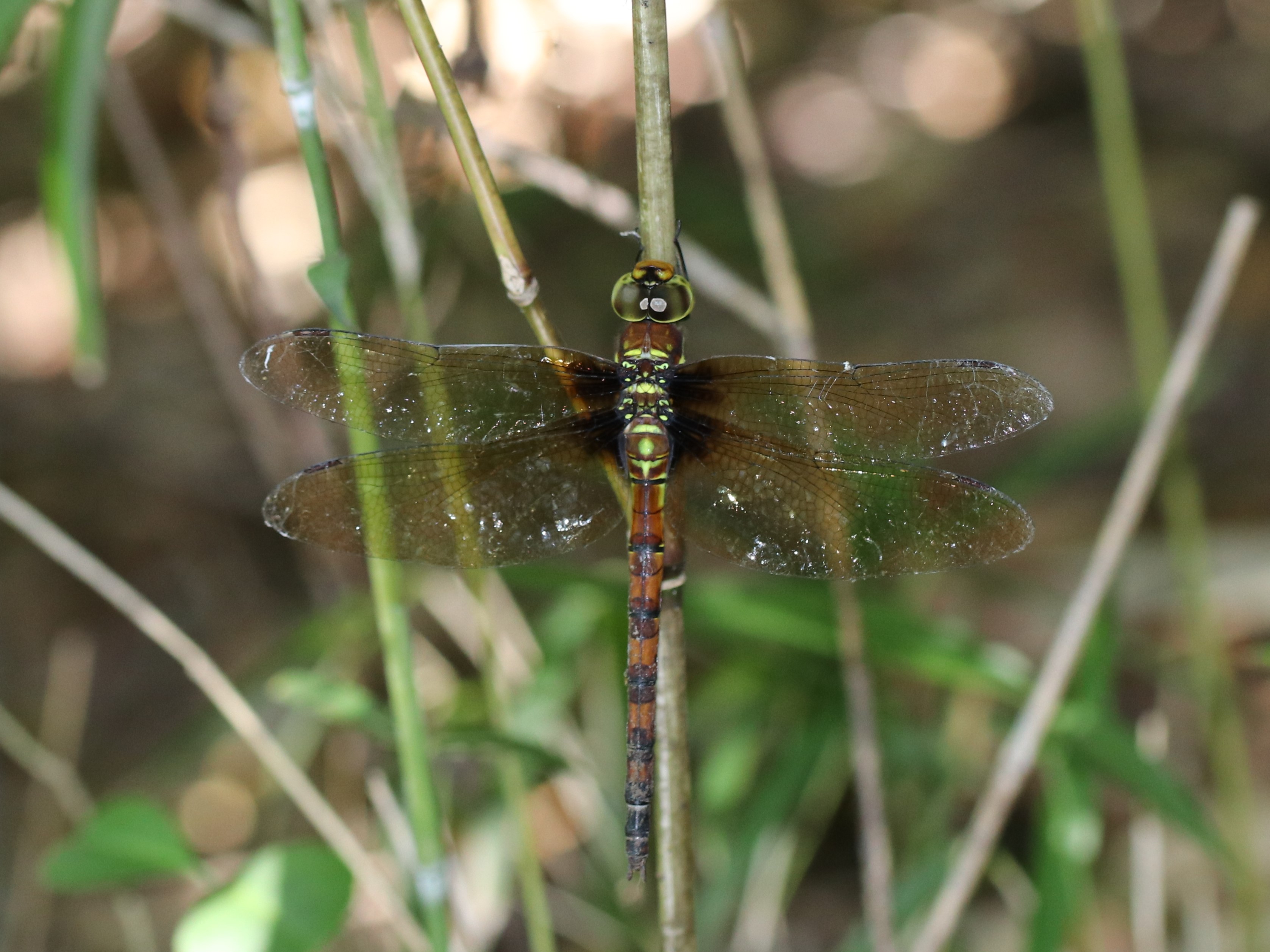 マルタンヤンマ