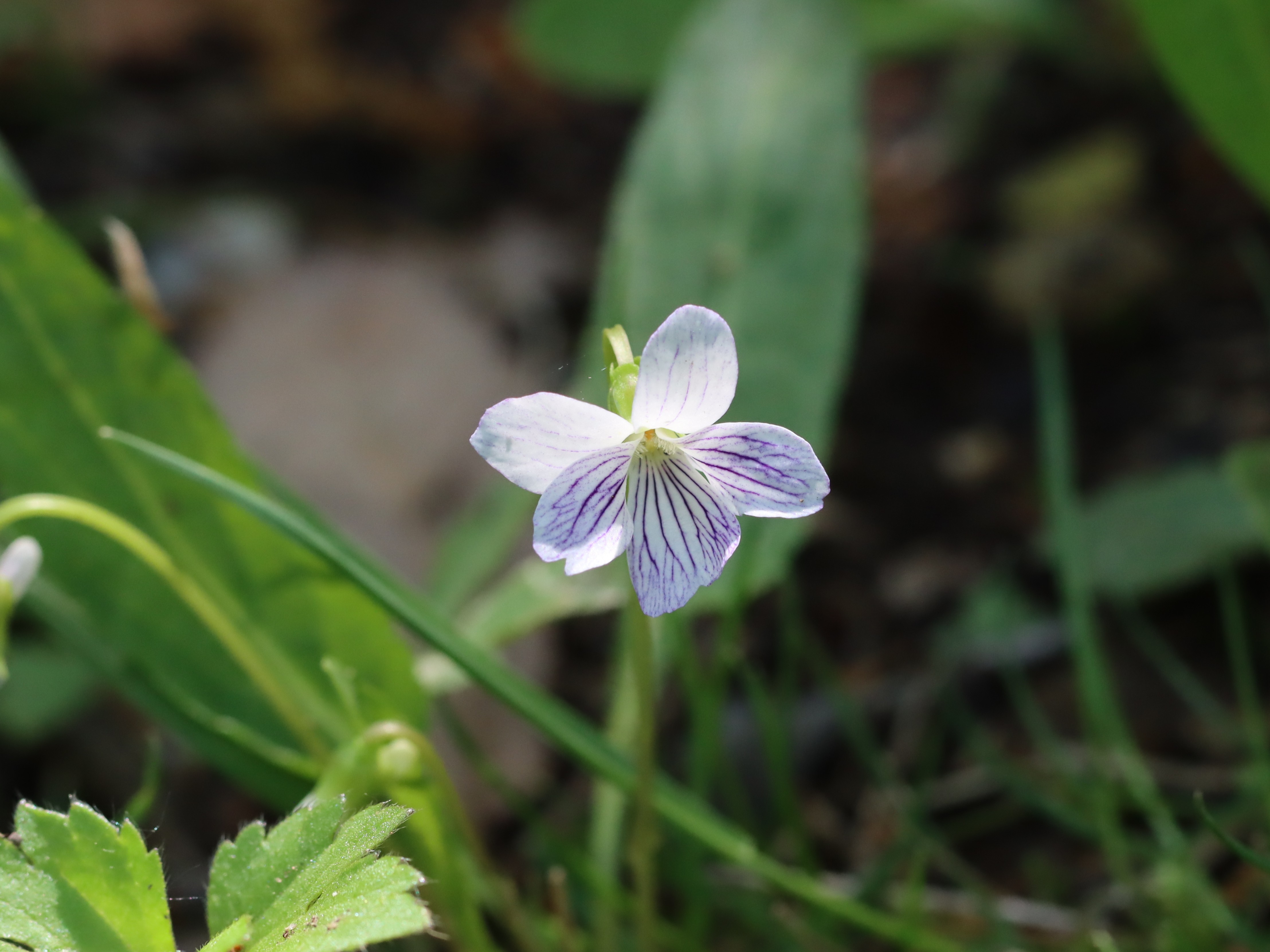 アリアケスミレ