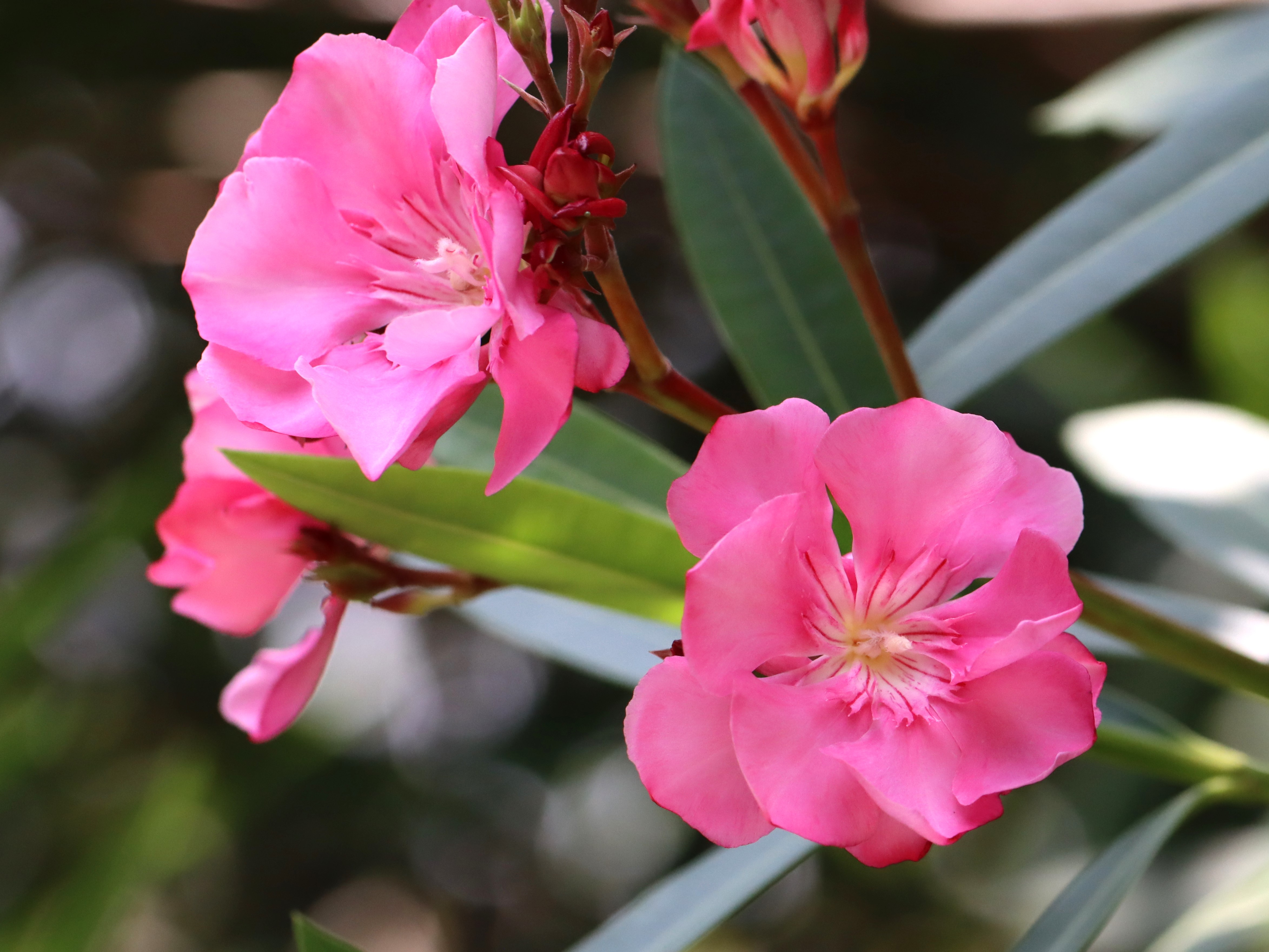 キョウチクトウ